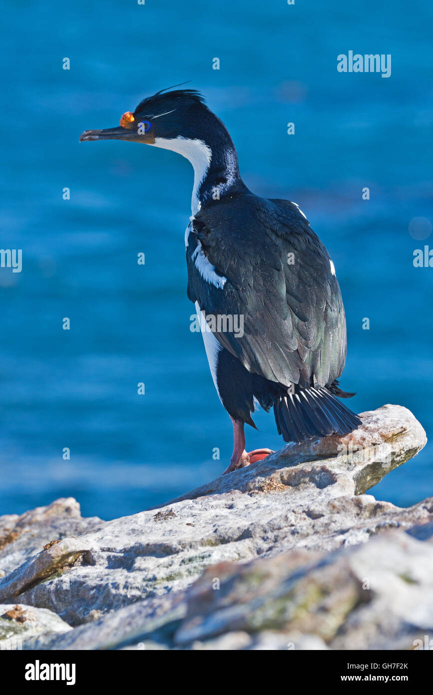 A single imperial shag standing on the rocks at the waters edge on ...