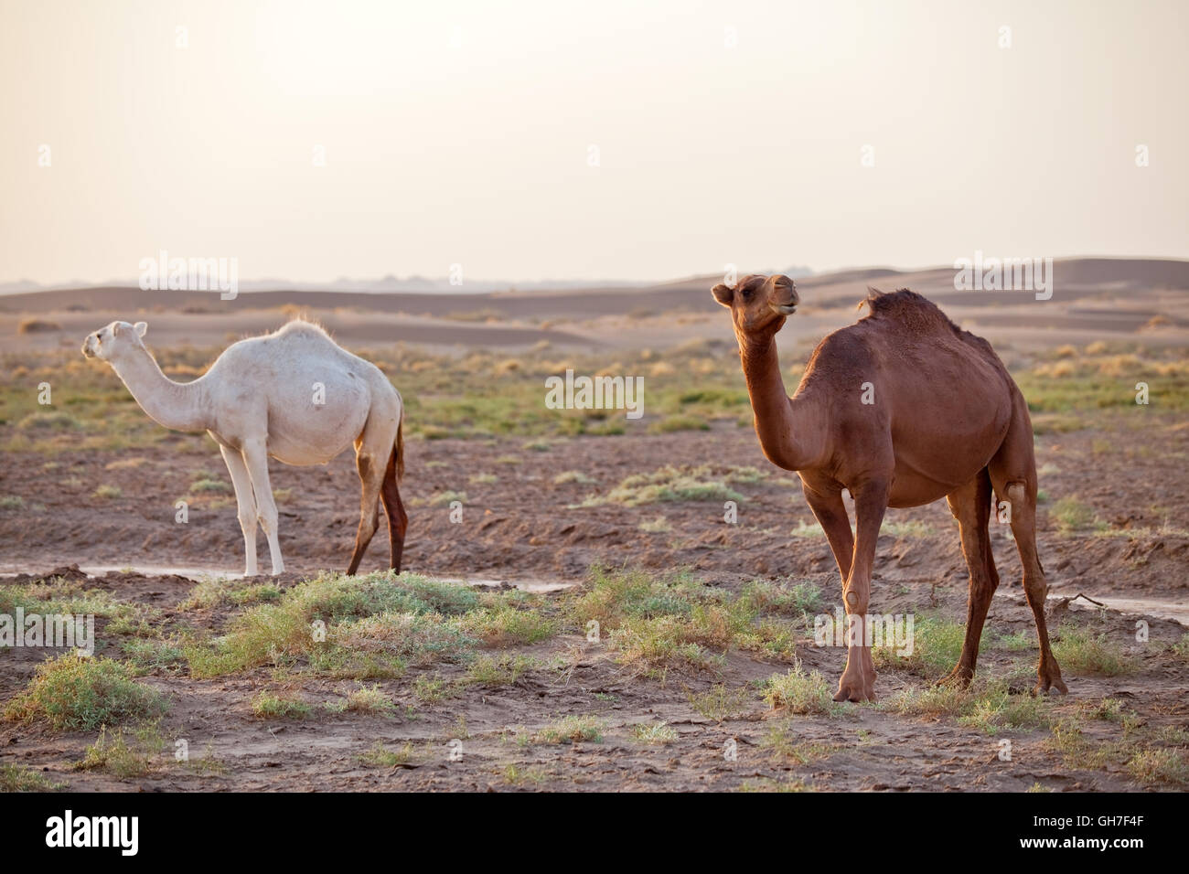 White dromedary hi-res stock photography and images - Alamy