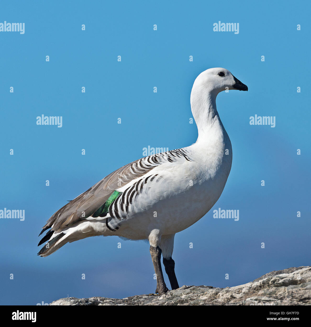 An upland goose standing on the rocks on Carcass Island in the ...