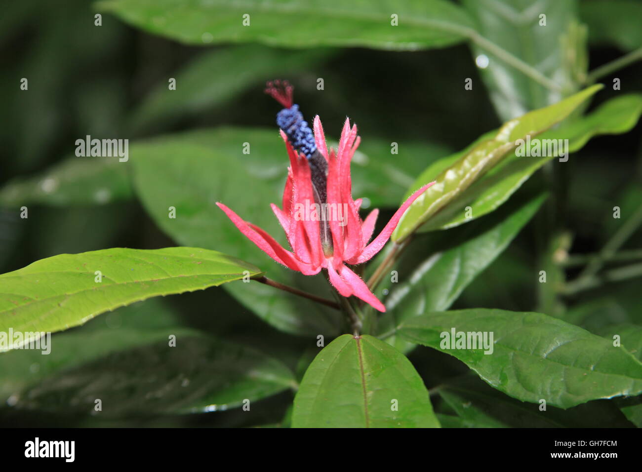 NATURAL FLOWER BUDDING WITH GREEN LEAVES Stock Photo - Alamy