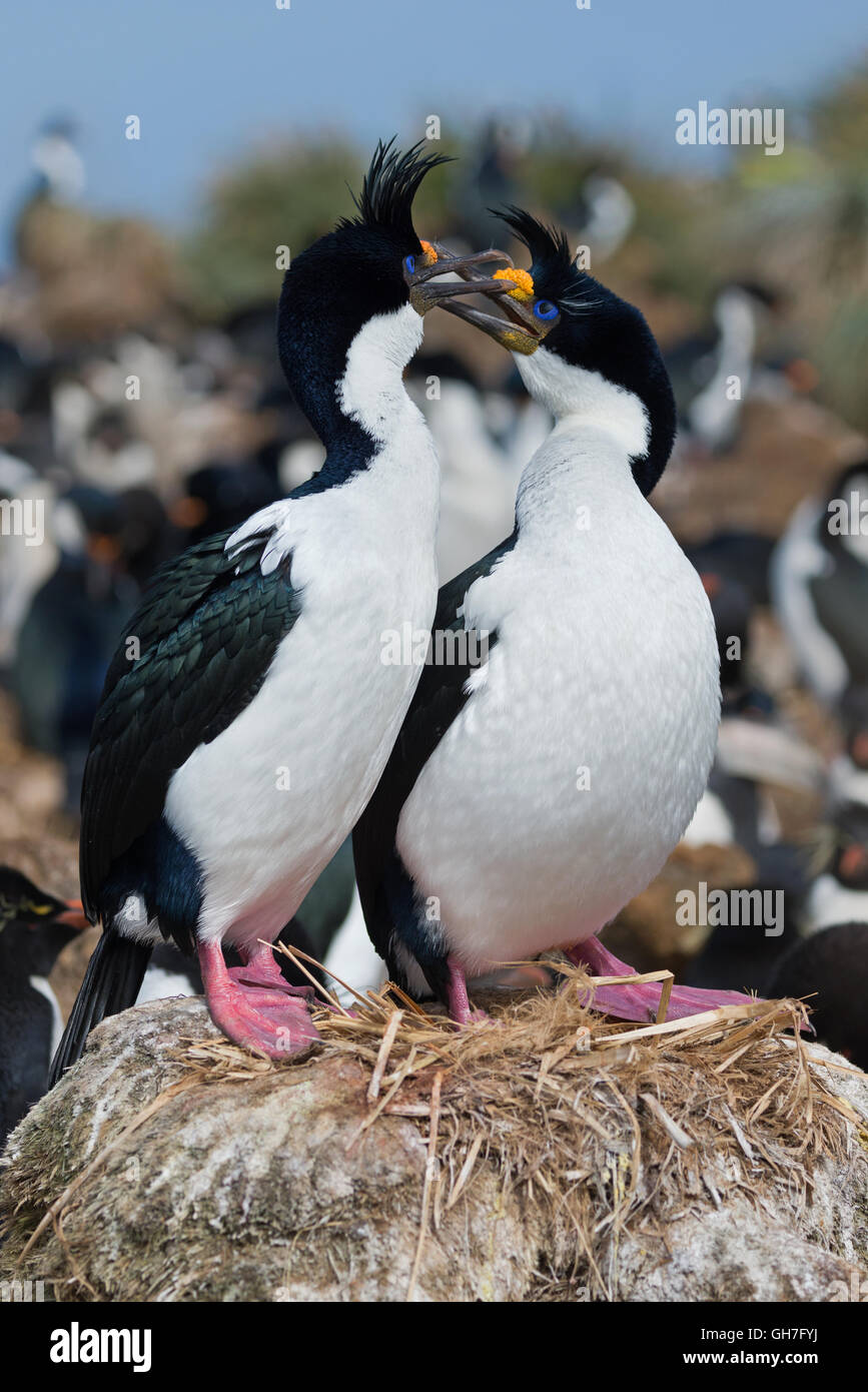 A pair of Imperial Shags standing on their nest doing some ritual ...