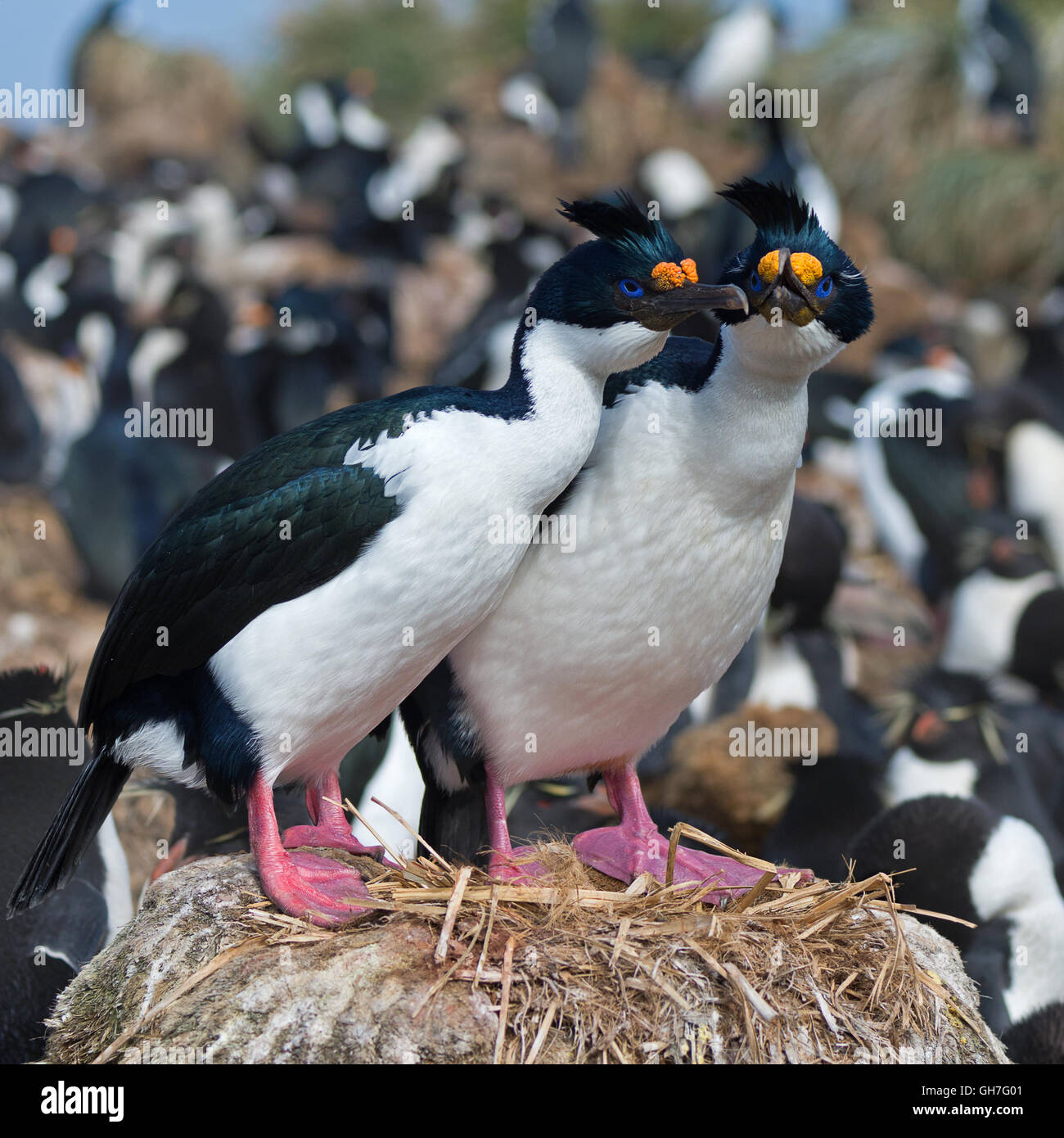 A pair of Imperial Shags standing on their nest doing some ritual ...