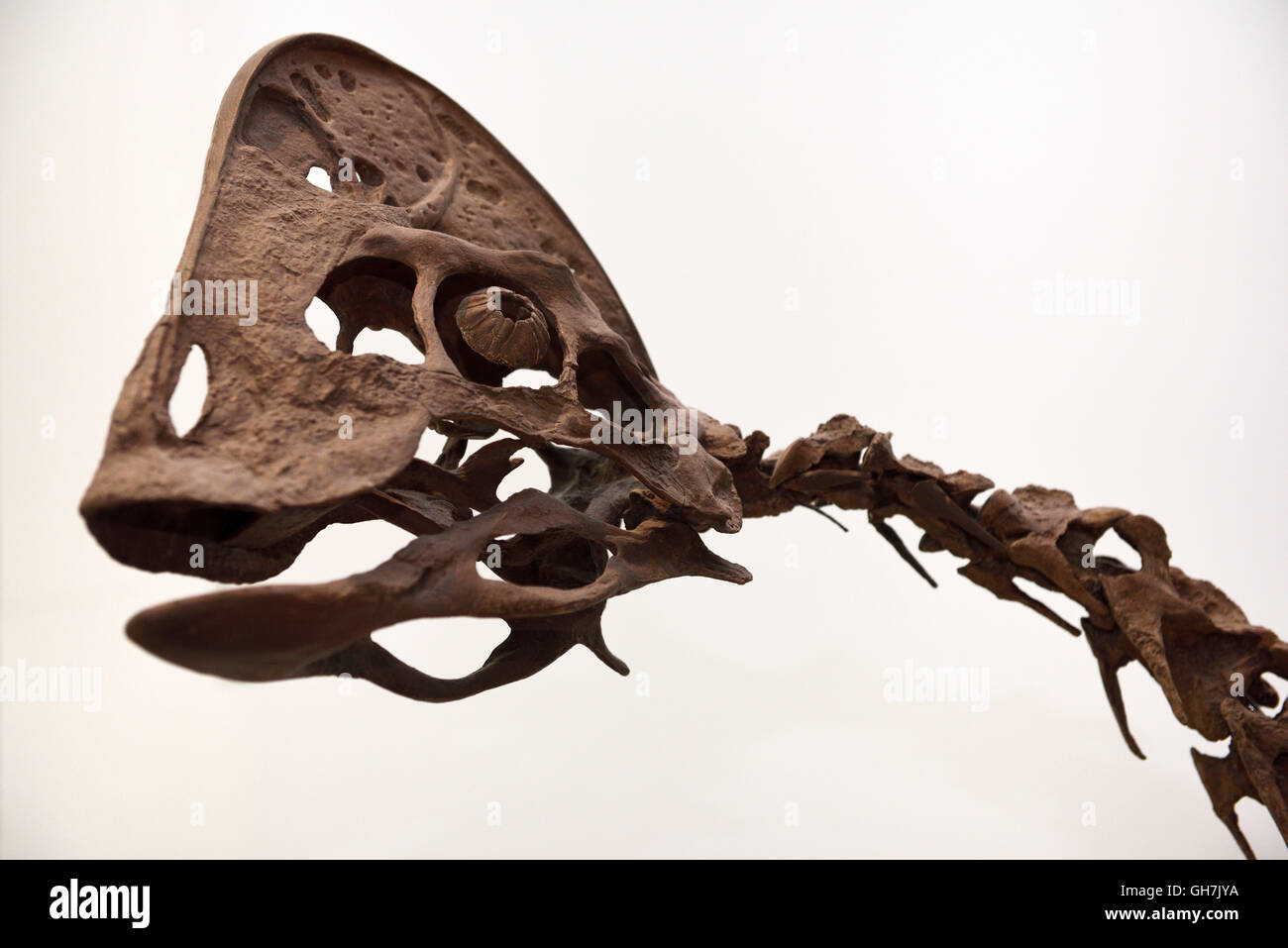 Toothless hi-res stock photography and images - Alamy