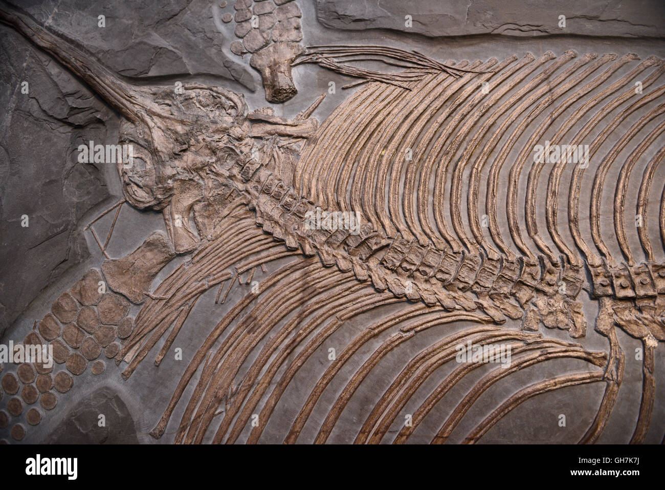 Ichthyosaur skeleton hi-res stock photography and images - Alamy