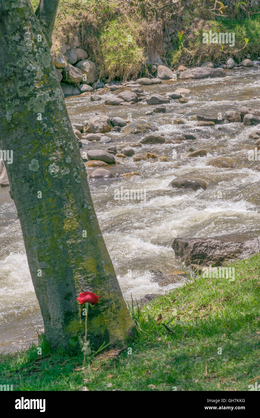 Romantic or poetic conceptual photography of red rose over tree trunk ...