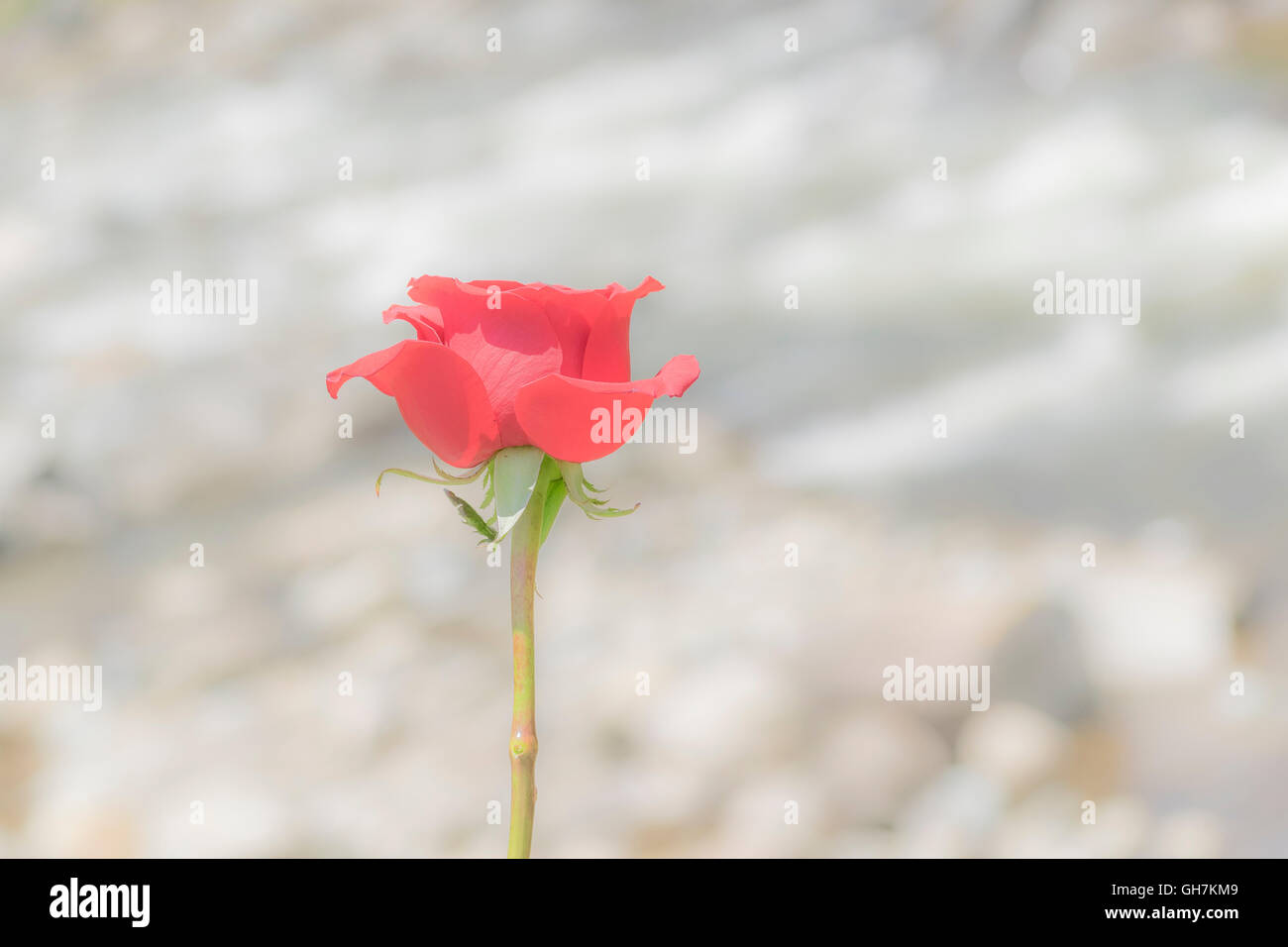 Romantic or poetic conceptual photography of red rose against blurred ...