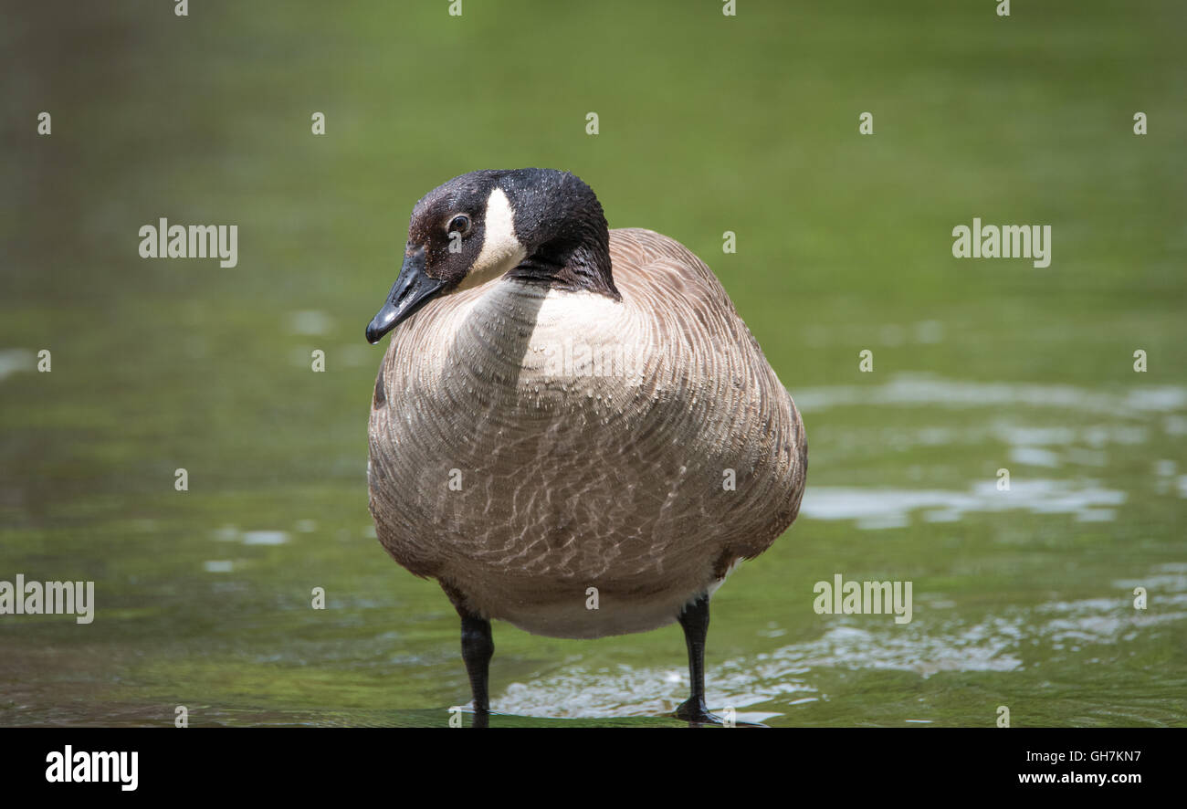 Canada Goose sunning himself on a rock on the Ottawa River. Big ...