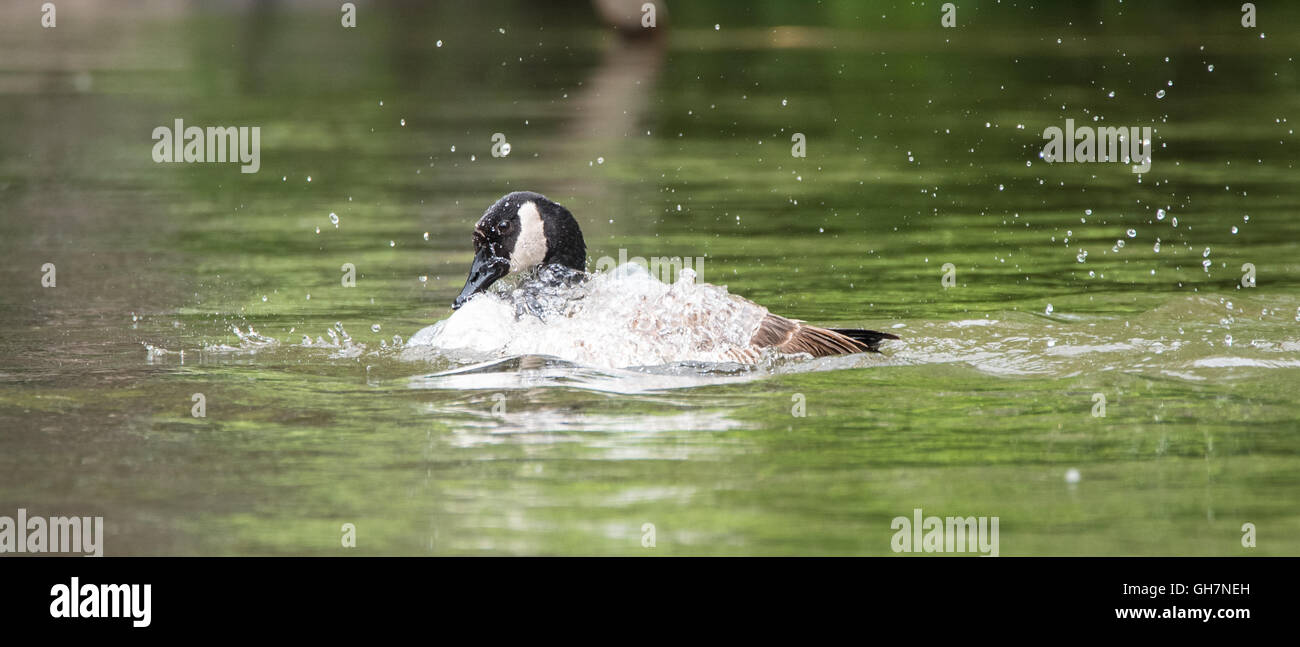 Canada goose loves bathing in his home waters of the Ottawa River Stock ...