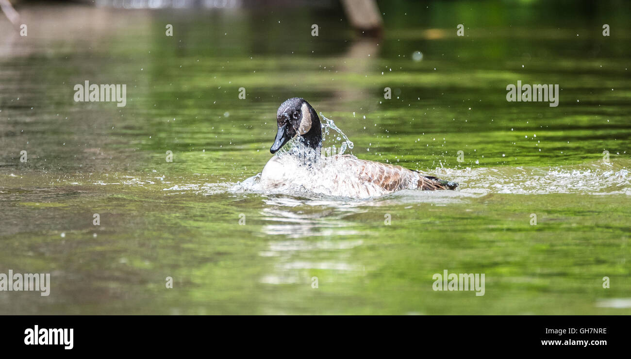 Canada goose loves bathing in his home waters of the Ottawa River Stock ...