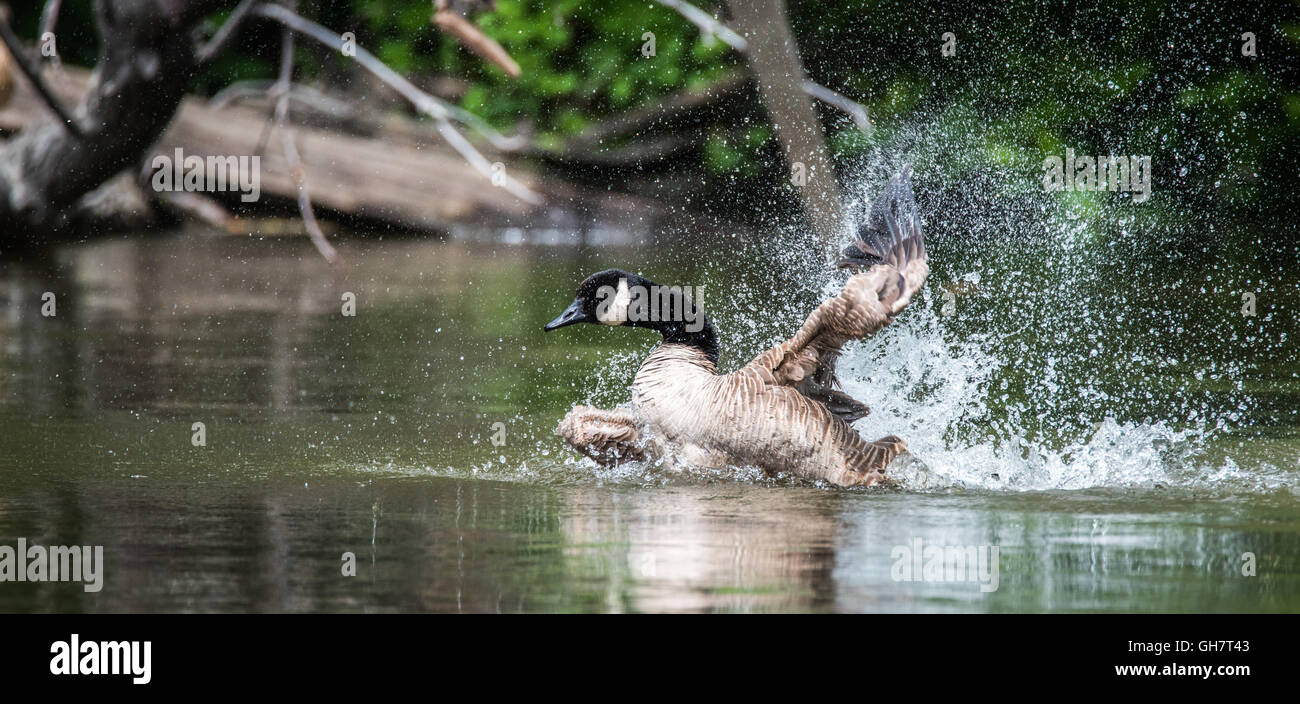 Canada goose loves bathing in his home waters of the Ottawa River Stock ...