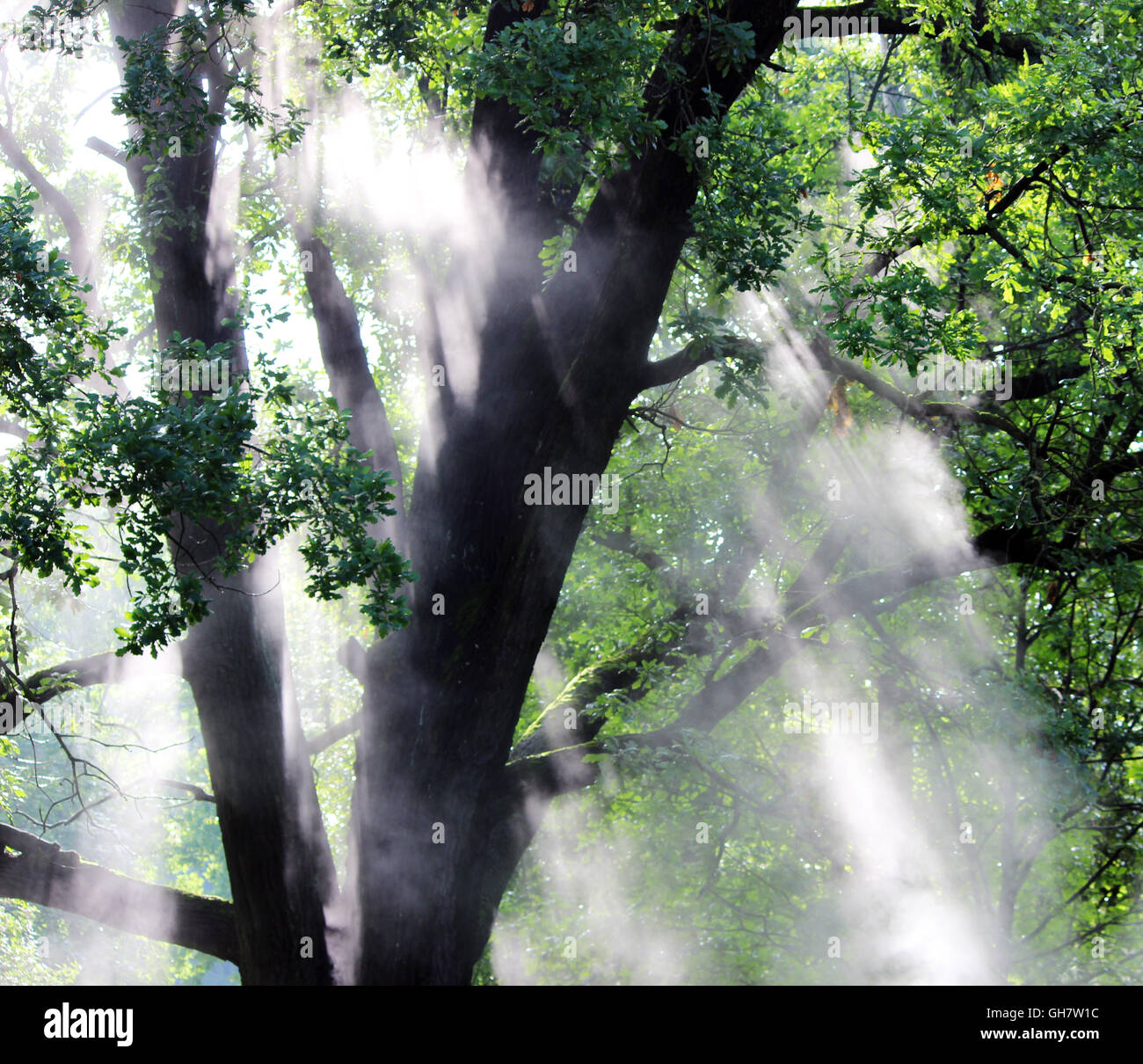 Hot summer through leaves retro hi-res stock photography and images - Alamy
