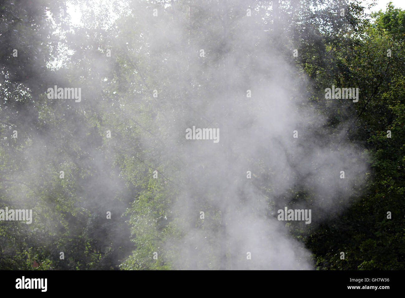Steam oak tree fog hi-res stock photography and images - Alamy
