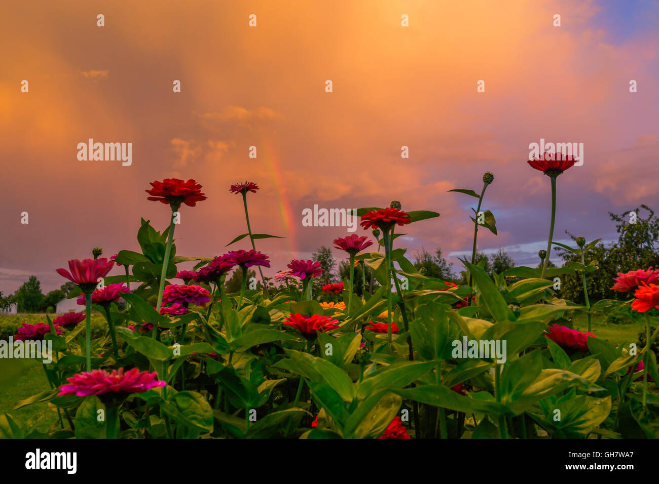 Rainbow with flowers hi-res stock photography and images - Alamy