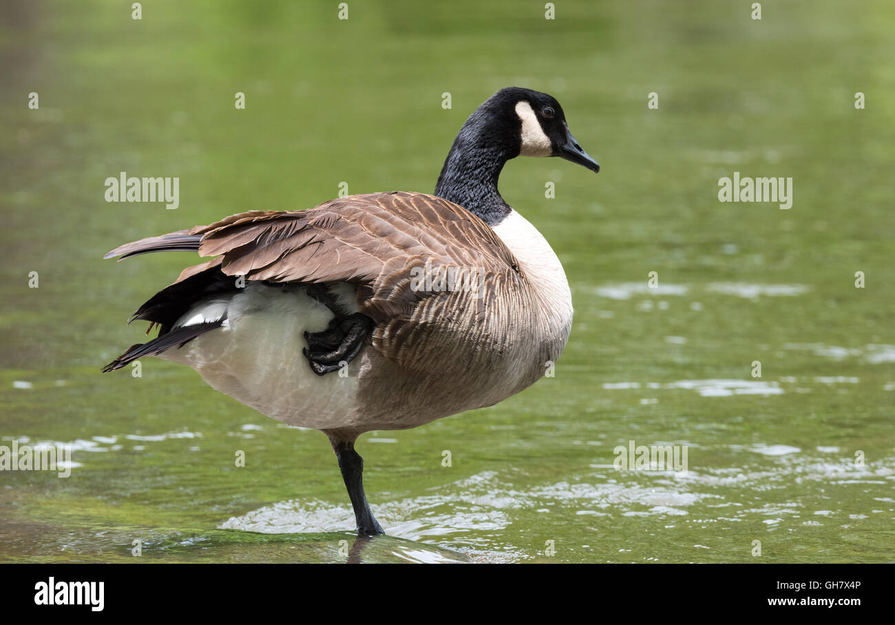 Balance of the environment hi-res stock photography and images - Alamy