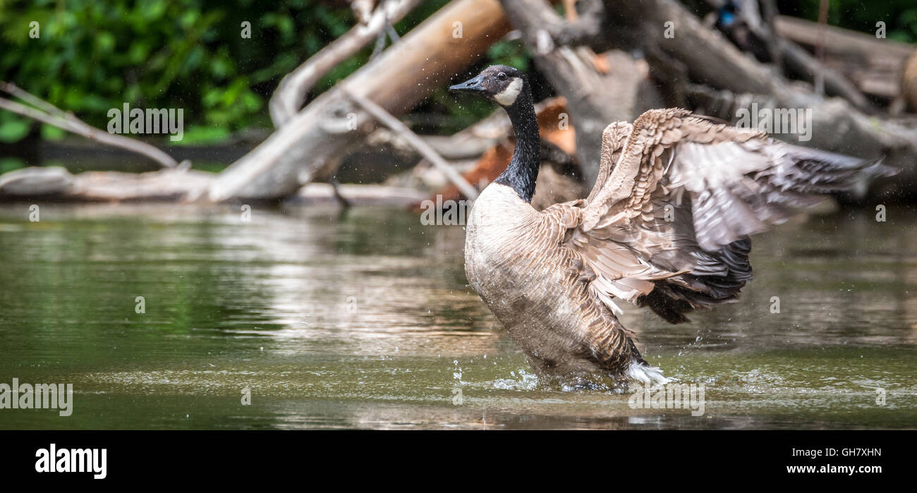 Canada goose markings hi-res stock photography and images - Alamy