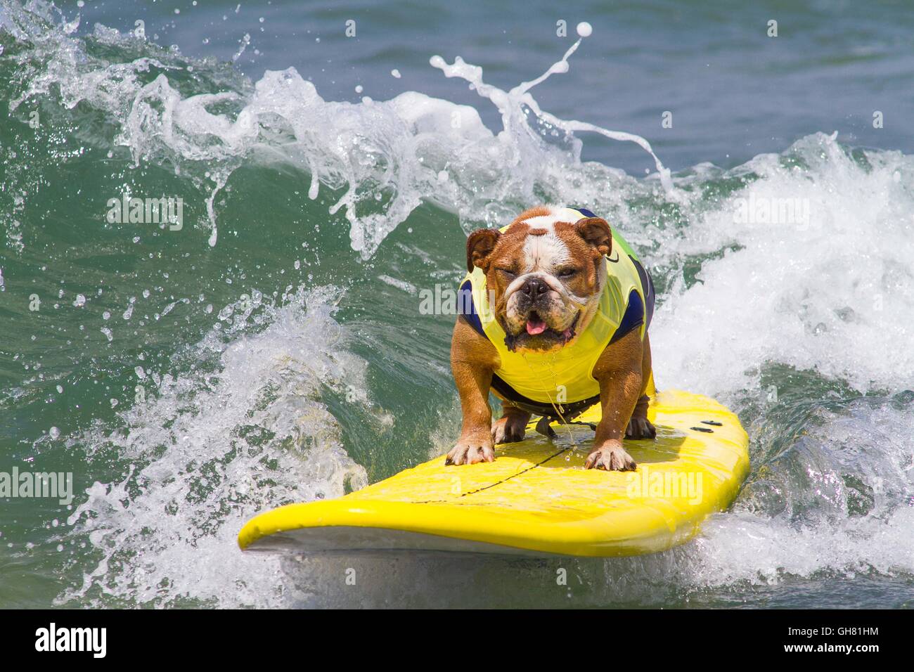 Imperial Beach, CA, US. 30th July, 2016. Unleashed by Petco Double Dog ...