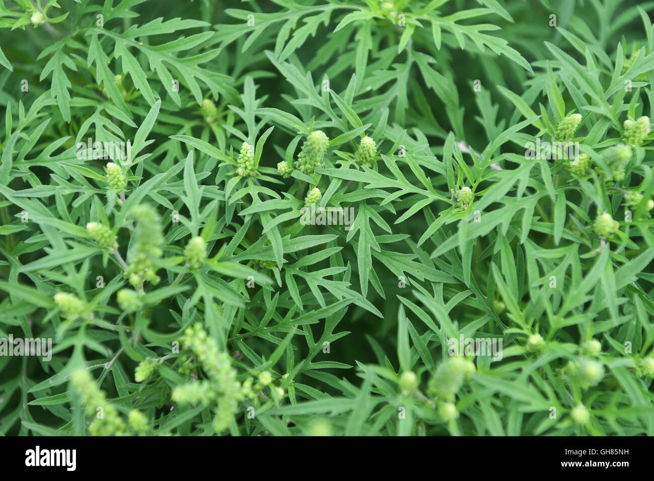Stutensee, Germany. 05th Aug, 2016. A common ragweed plant in Stutensee ...