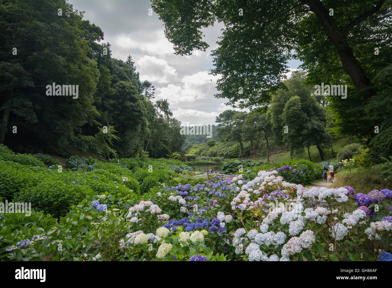 Mawnan Smith, Cornwall, UK. 9th August 2016. UK Weather. Hydrangeas in ...