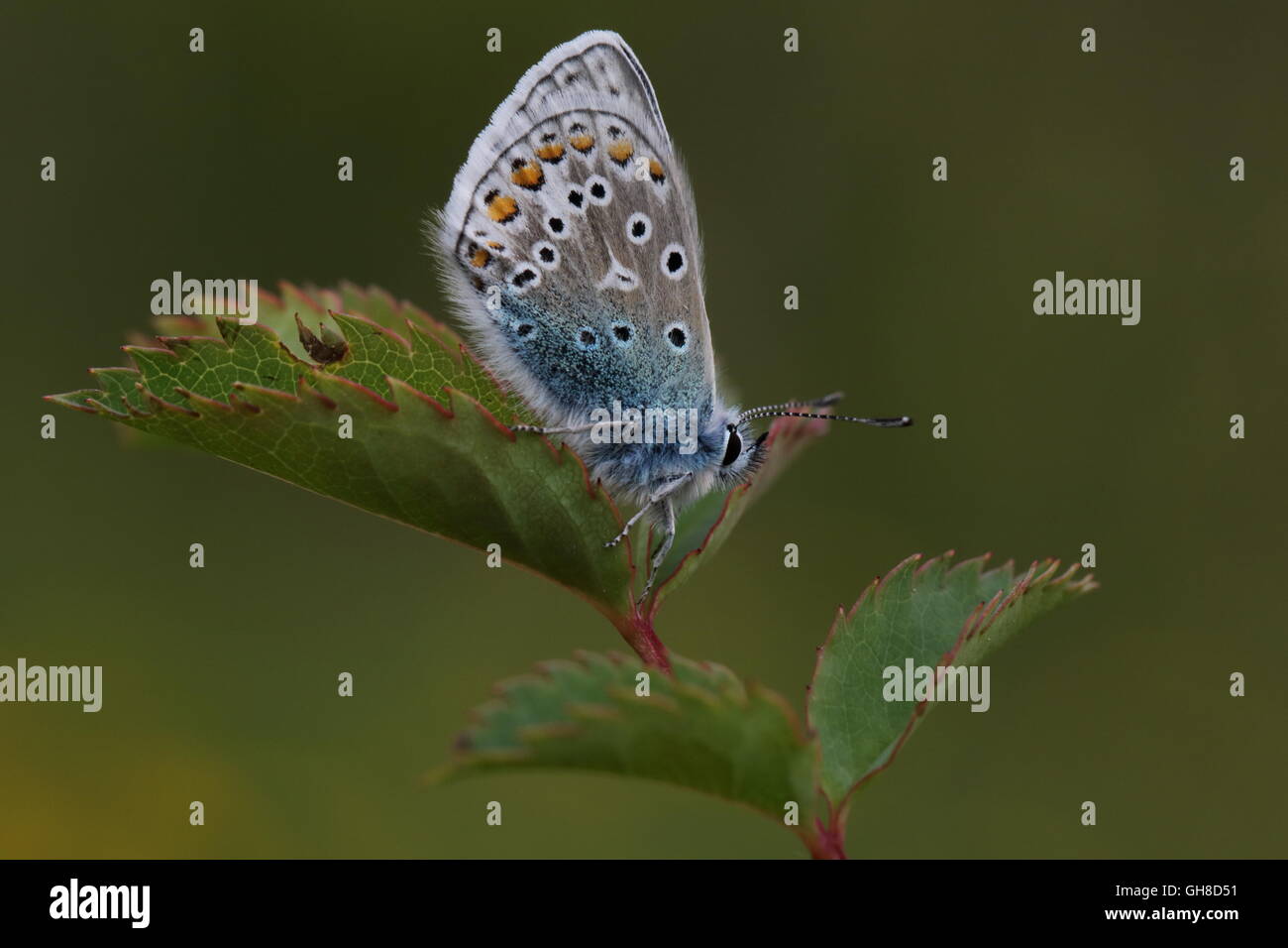 Male Common Blue Butterfly Stock Photo - Alamy