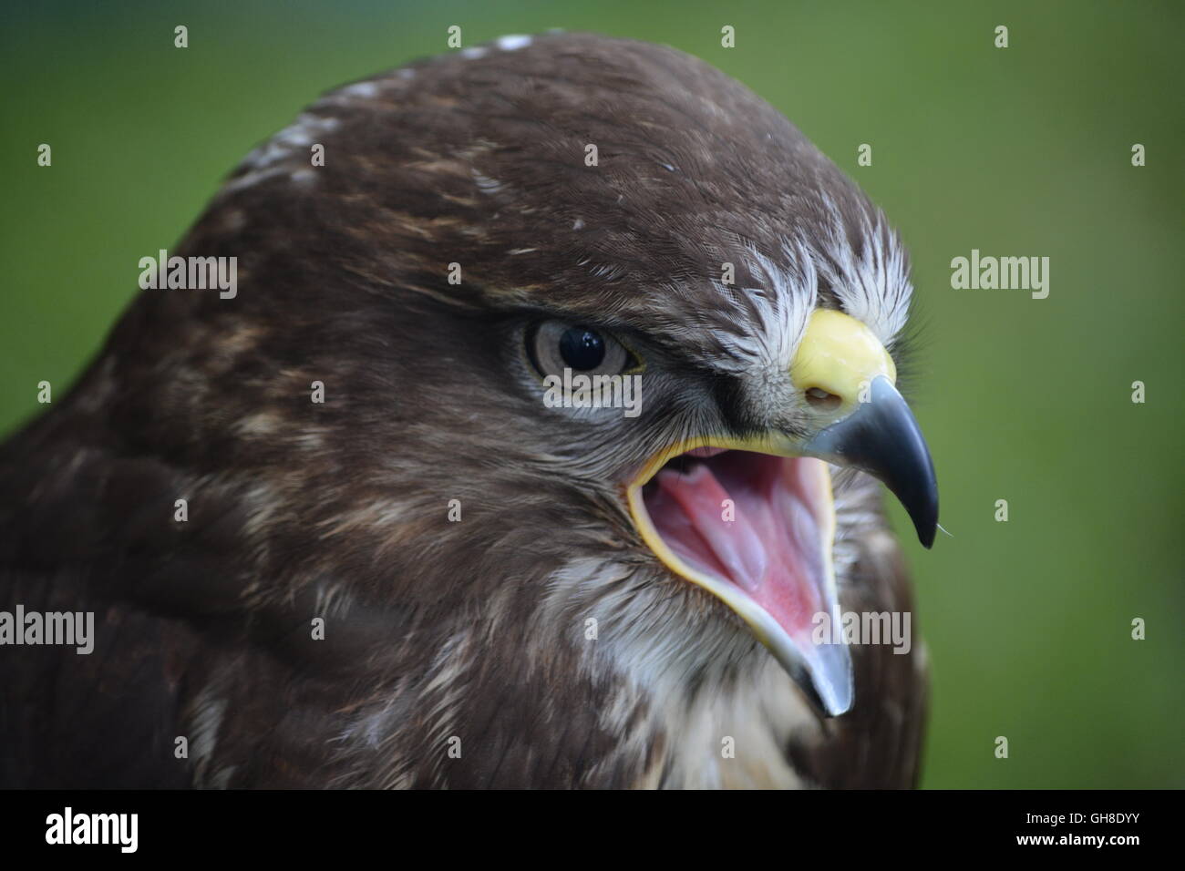 European buzzard at the New Forest Show Stock Photo - Alamy