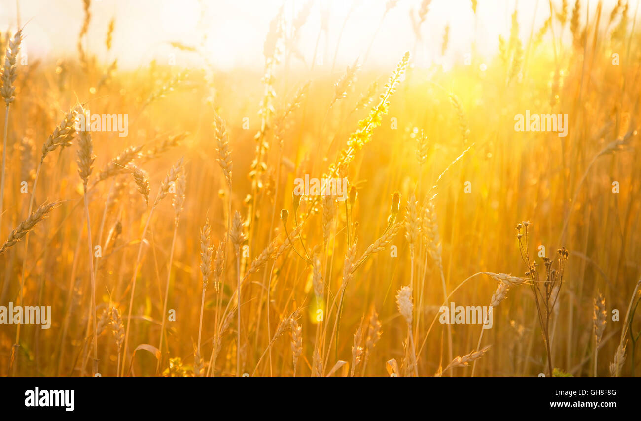 Plant stem lights hi-res stock photography and images - Alamy