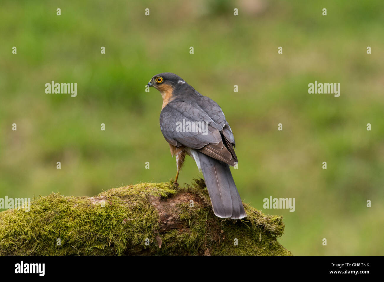 Blue male sparrow hawk hi-res stock photography and images - Alamy