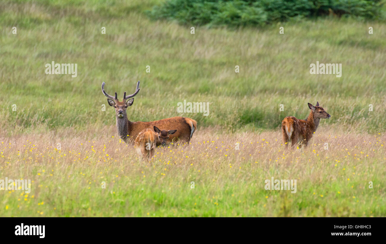 Red deer fawns hi-res stock photography and images - Alamy