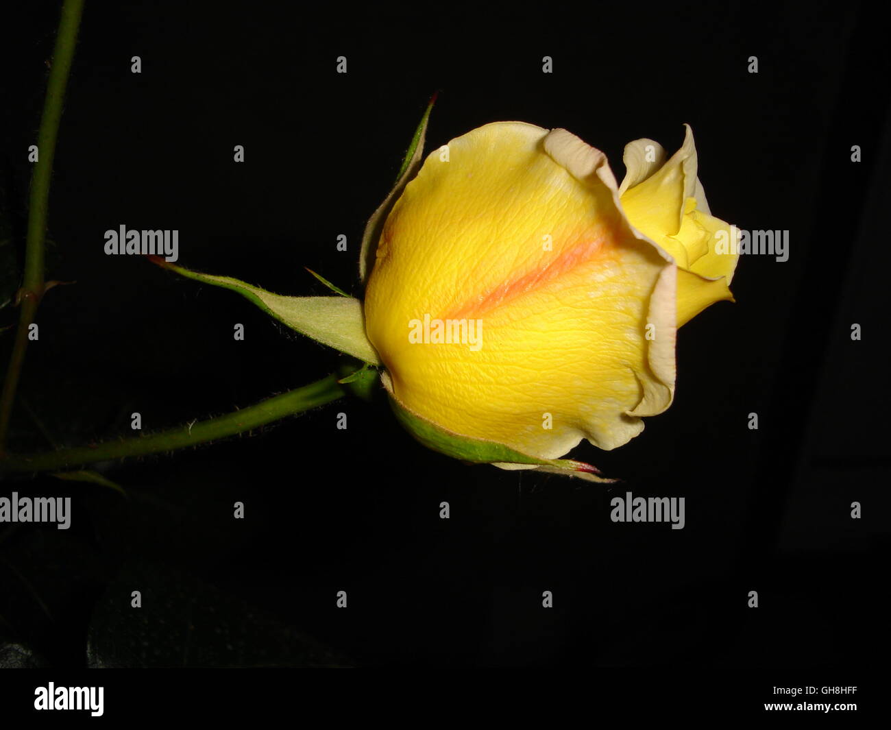 Bud yellow roses for my princess Stock Photo - Alamy