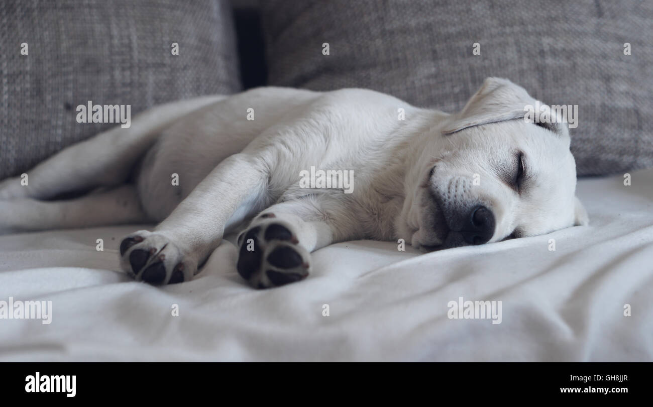 Sleep bed dog hi-res stock photography and images - Alamy
