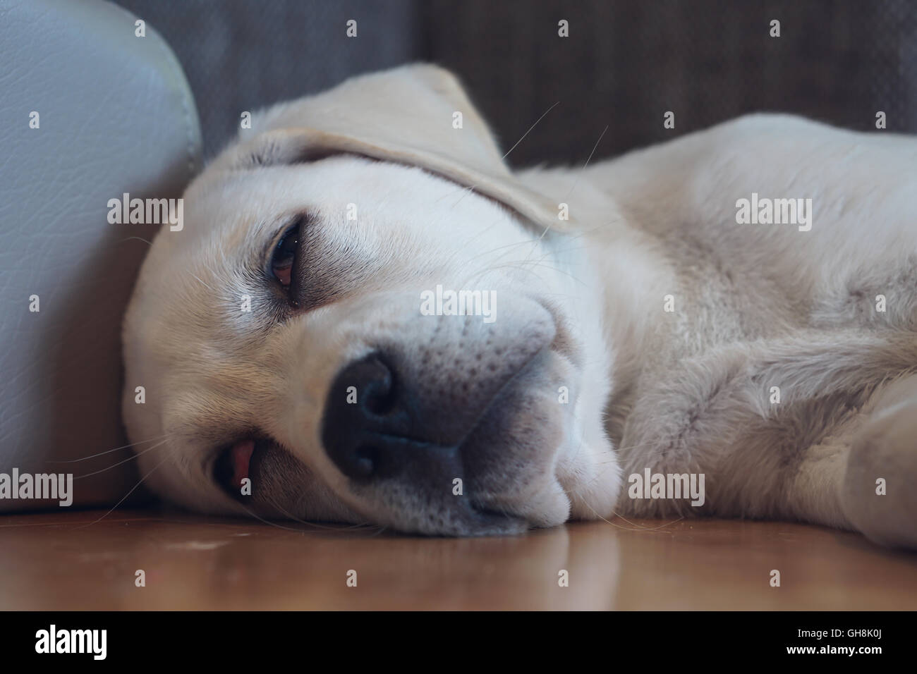 Sweet cute Labrador puppy dog sleeping on the couch in his bed - Zombie ...
