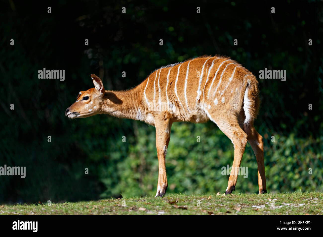 Female Nyala or inyala (Tragelaphus angasii Stock Photo - Alamy