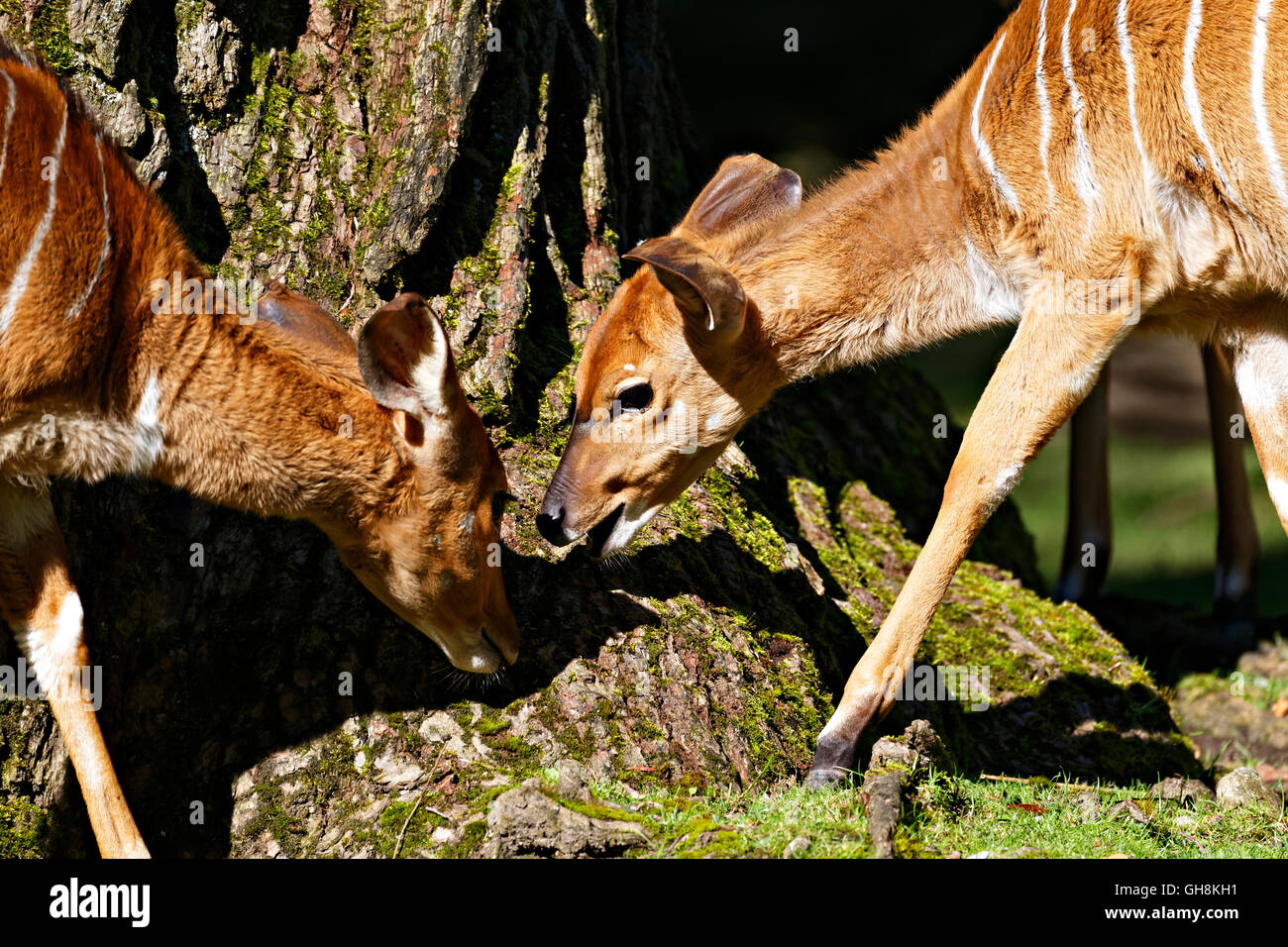 2 Female Nyala or inyala (Tragelaphus angasii Stock Photo - Alamy