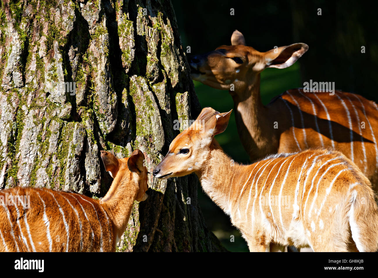 3 Female Nyala or inyala (Tragelaphus angasii Stock Photo - Alamy