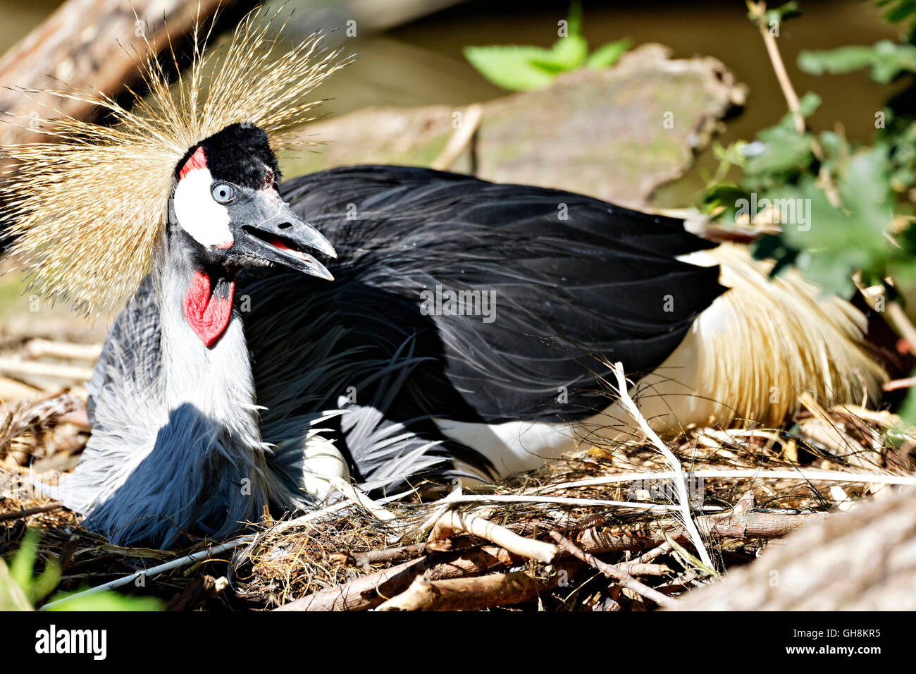 Nesting crane hi-res stock photography and images - Alamy