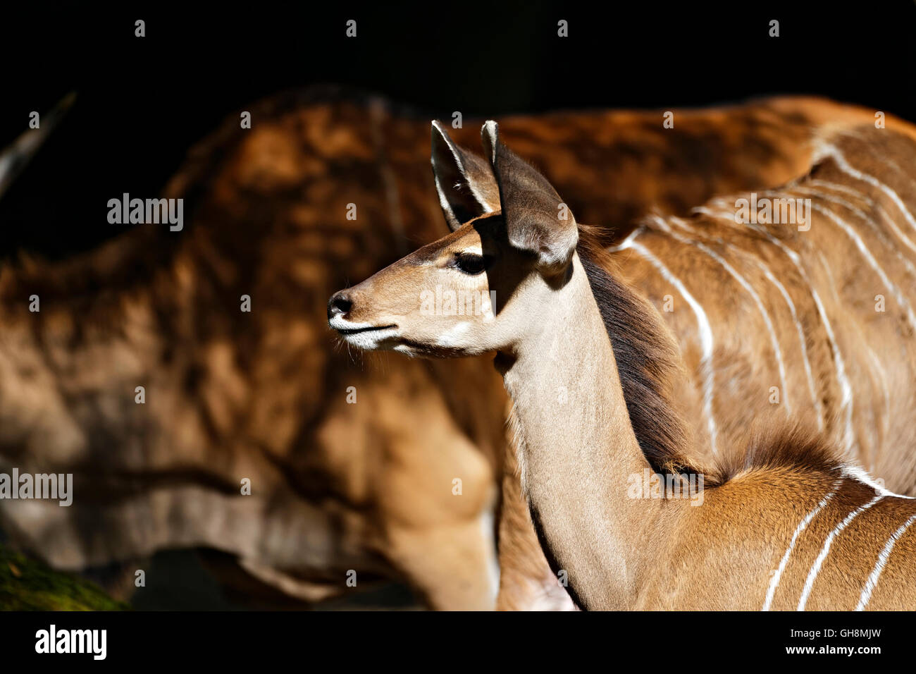 Female Nyala or inyala (Tragelaphus angasii Stock Photo - Alamy