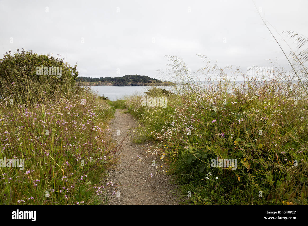 Wildflowers lining path to beach hi-res stock photography and images ...