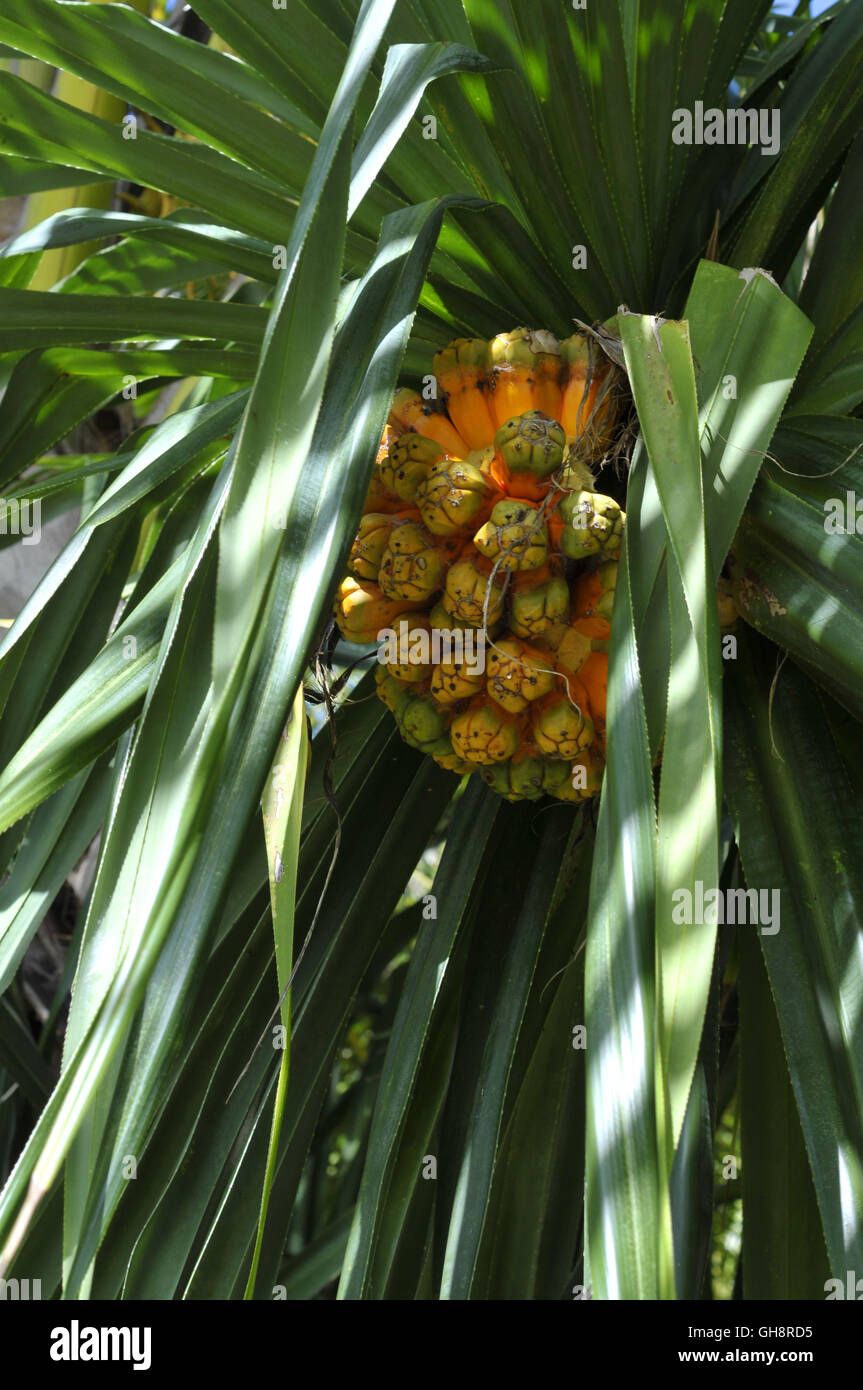 Pandanus Odoratissimus Stock Photos & Pandanus Odoratissimus Stock ...