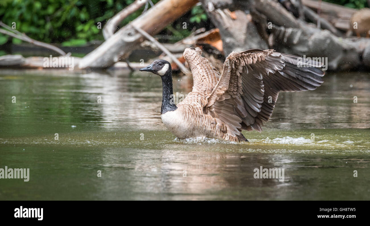 Canada goose markings hi-res stock photography and images - Alamy