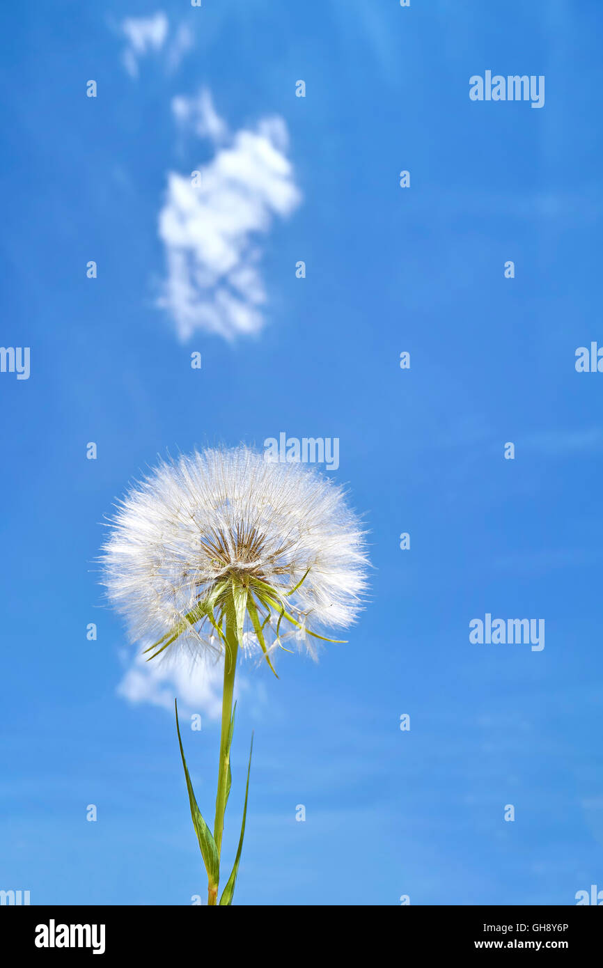 Single flower against blue sky hi-res stock photography and images - Alamy