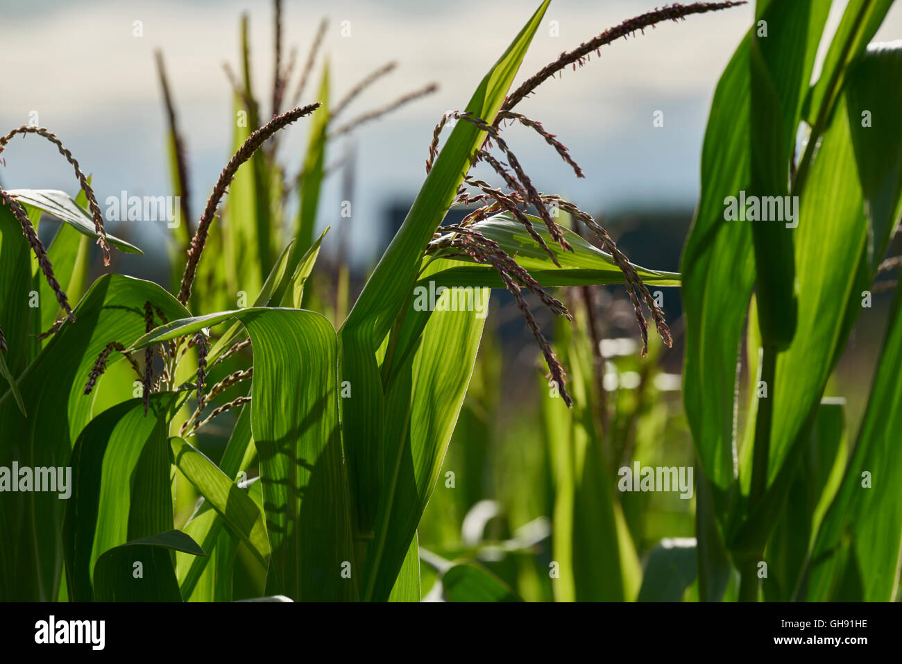 Lovely light green corn plants under blossom in front of vivid skies ...