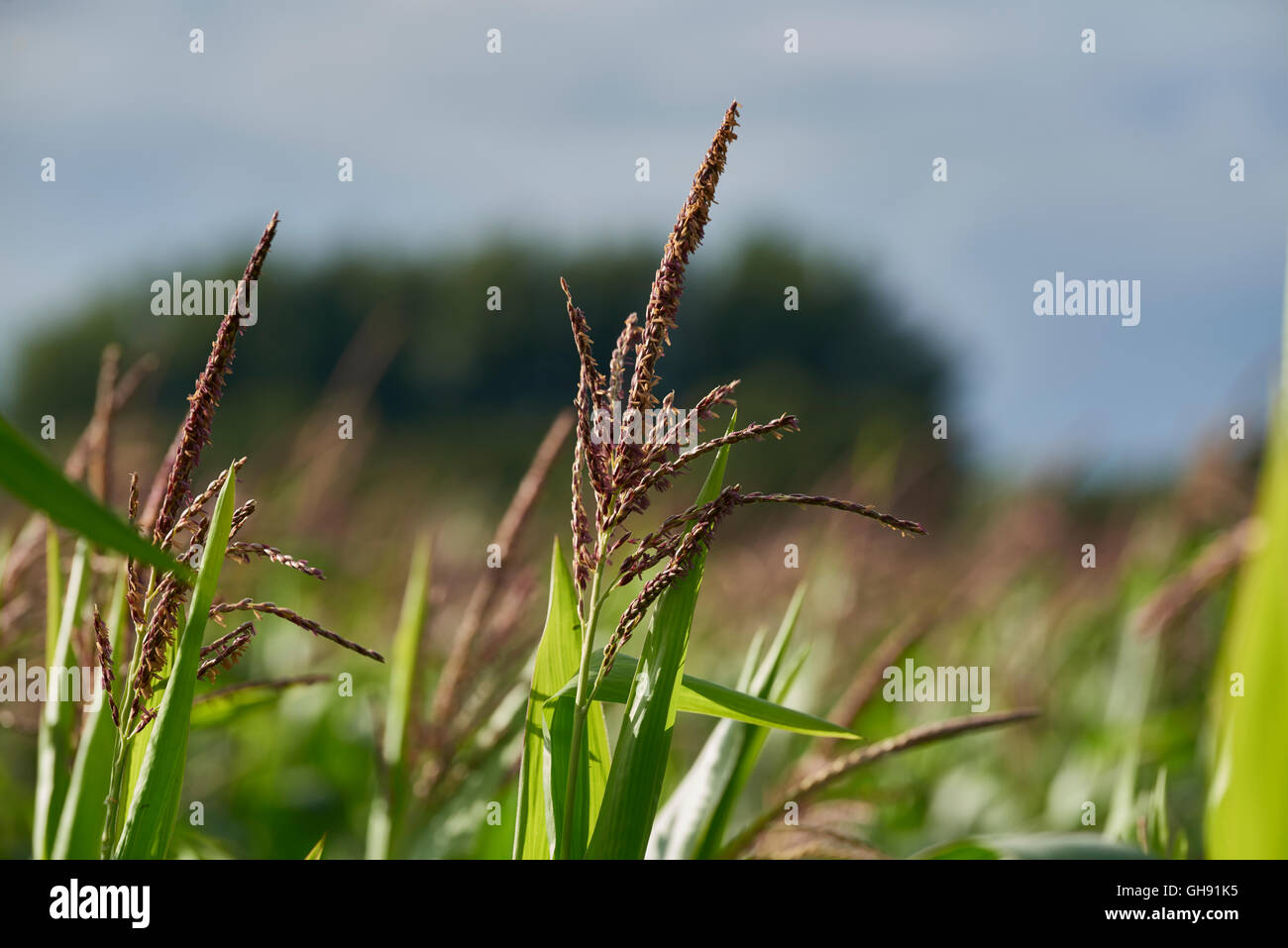 Lovely light green corn plants under blossom in front of vivid skies ...