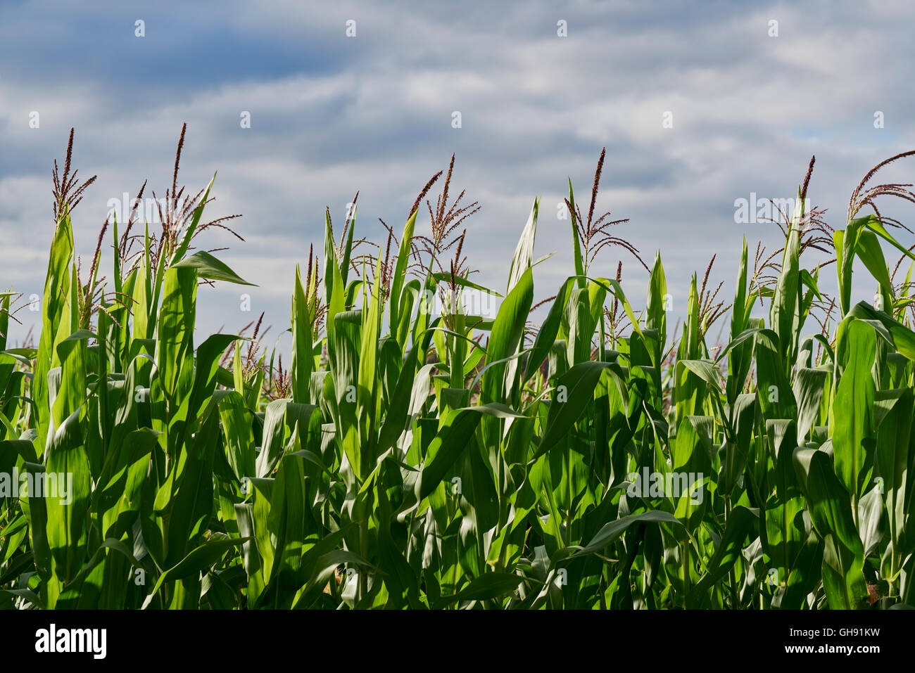 Lovely light green corn plants under blossom in front of vivid skies ...