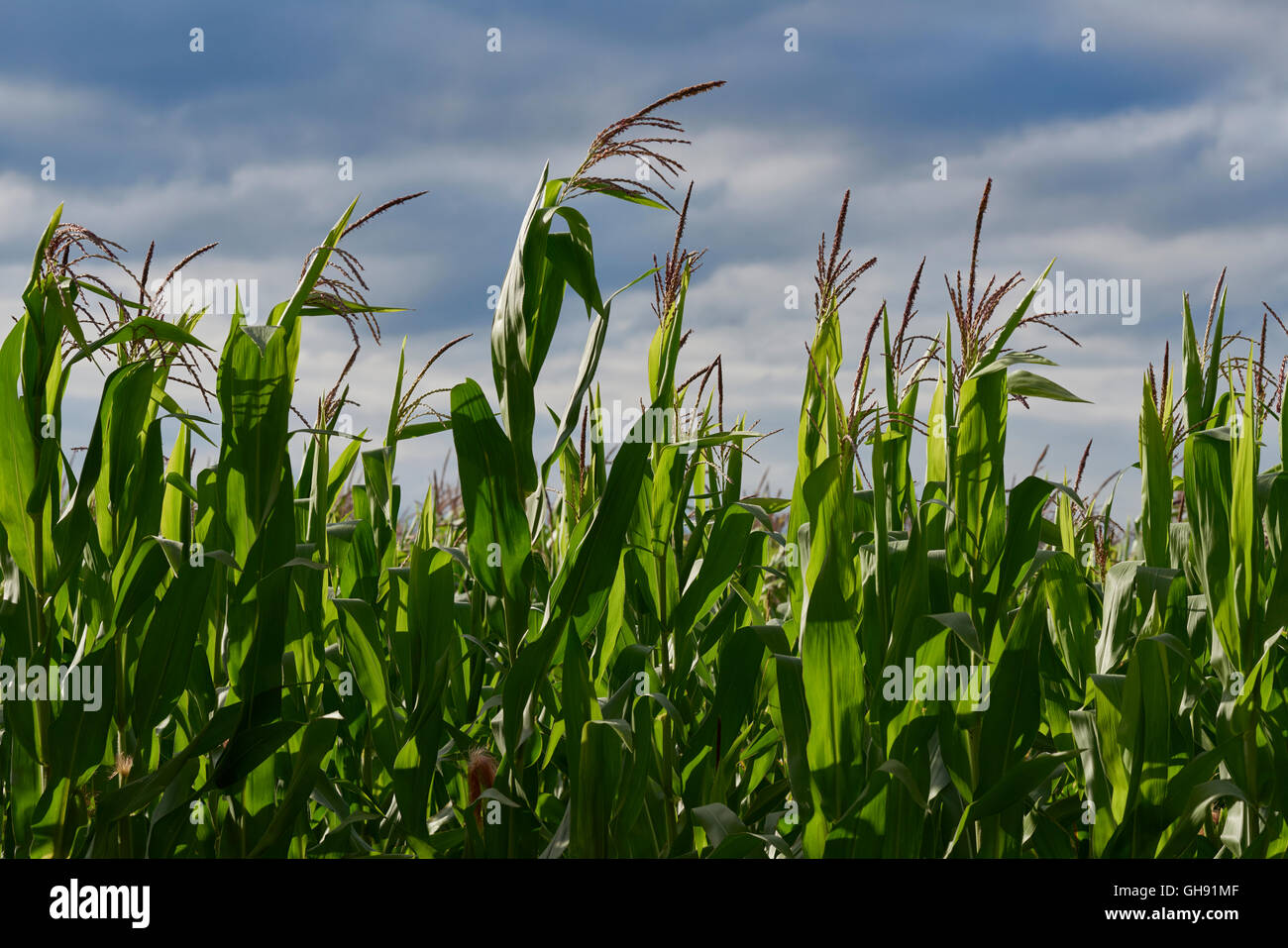 Lovely light green corn plants under blossom in front of vivid skies ...