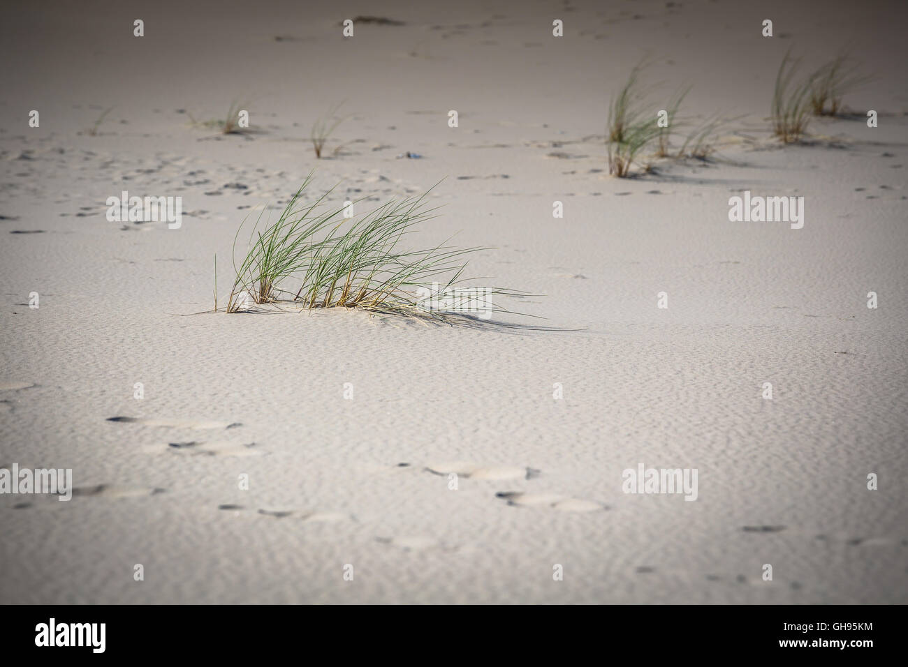 The dunes of the Slowinski national park in Poland Stock Photo - Alamy