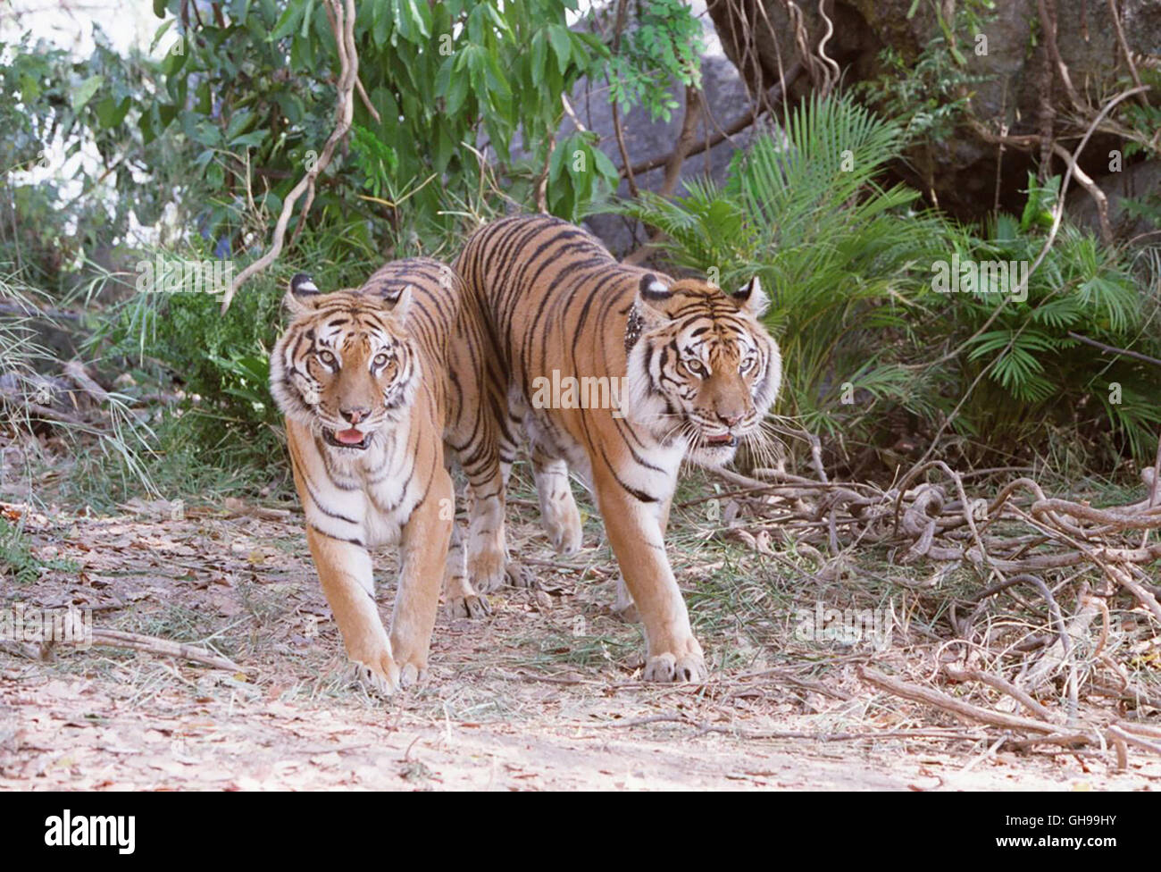 Sangha the tiger hi-res stock photography and images - Alamy