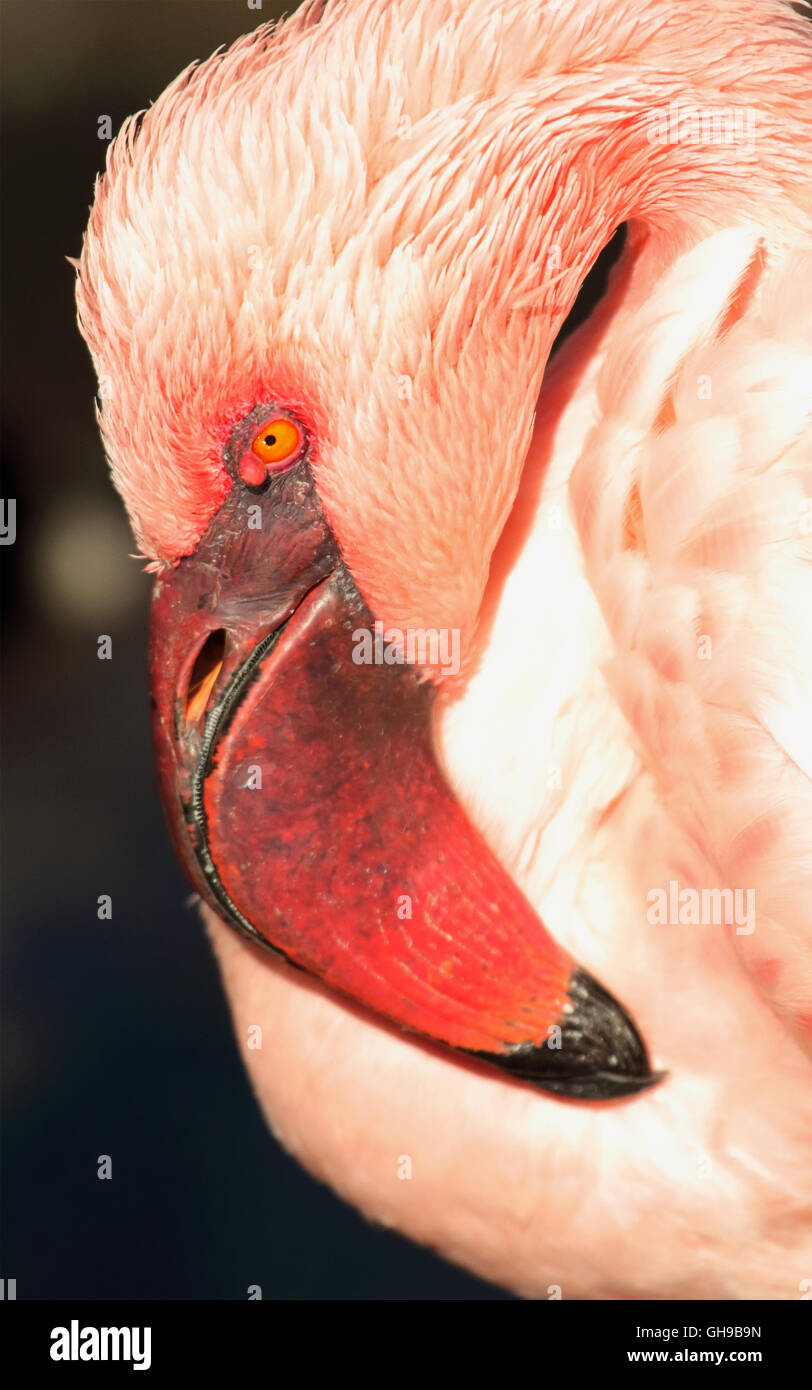 A portrait of a Greater Flamingo and its beak Stock Photo - Alamy