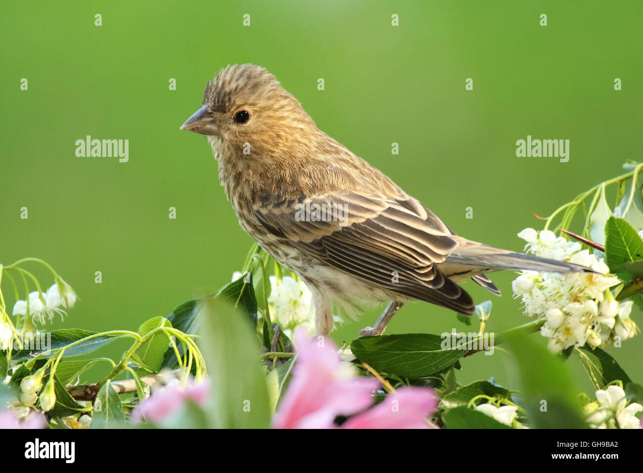 Juvenile finch hi-res stock photography and images - Alamy