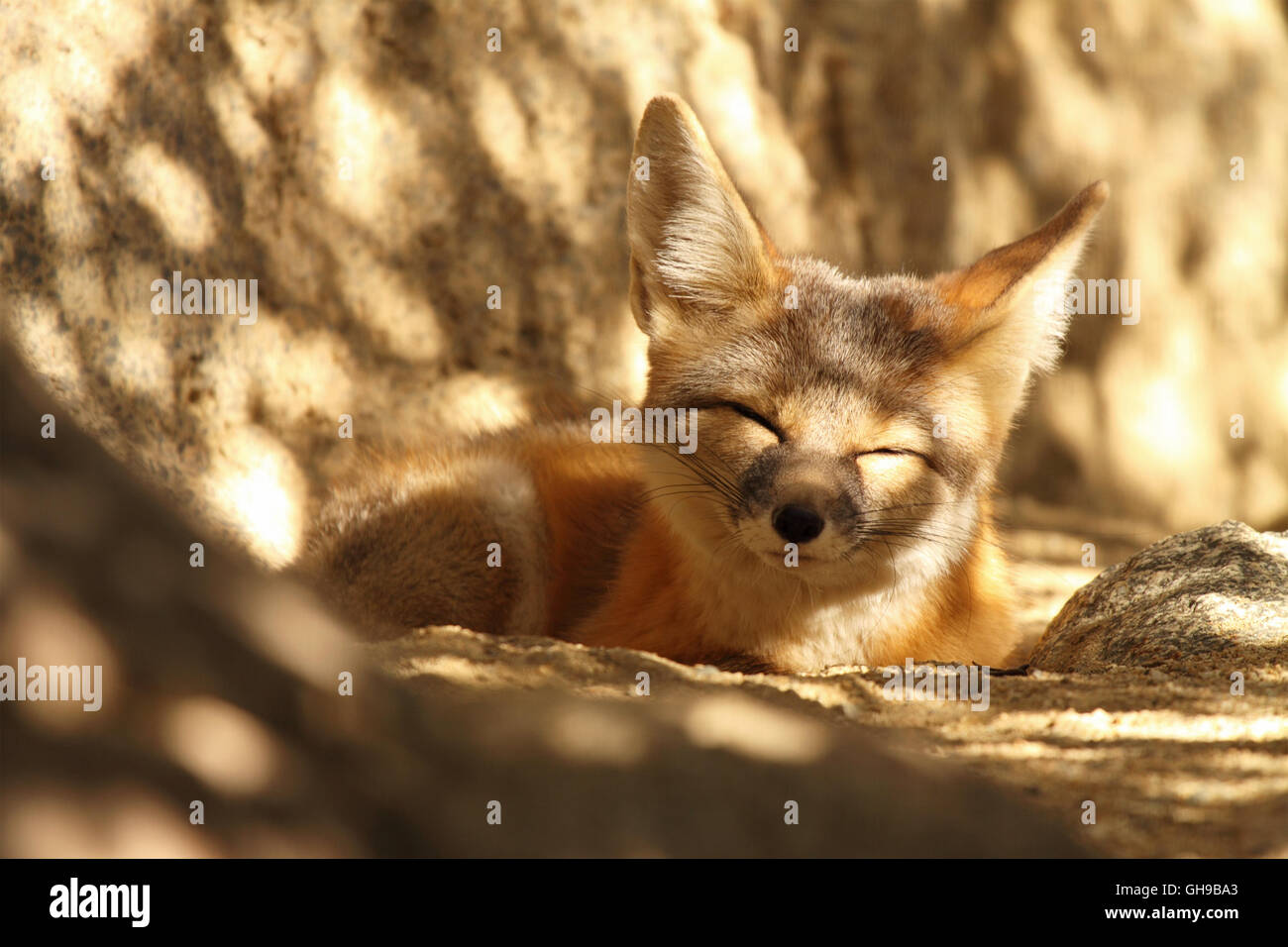A Kit Fox sleeping in dappled shade Stock Photo - Alamy
