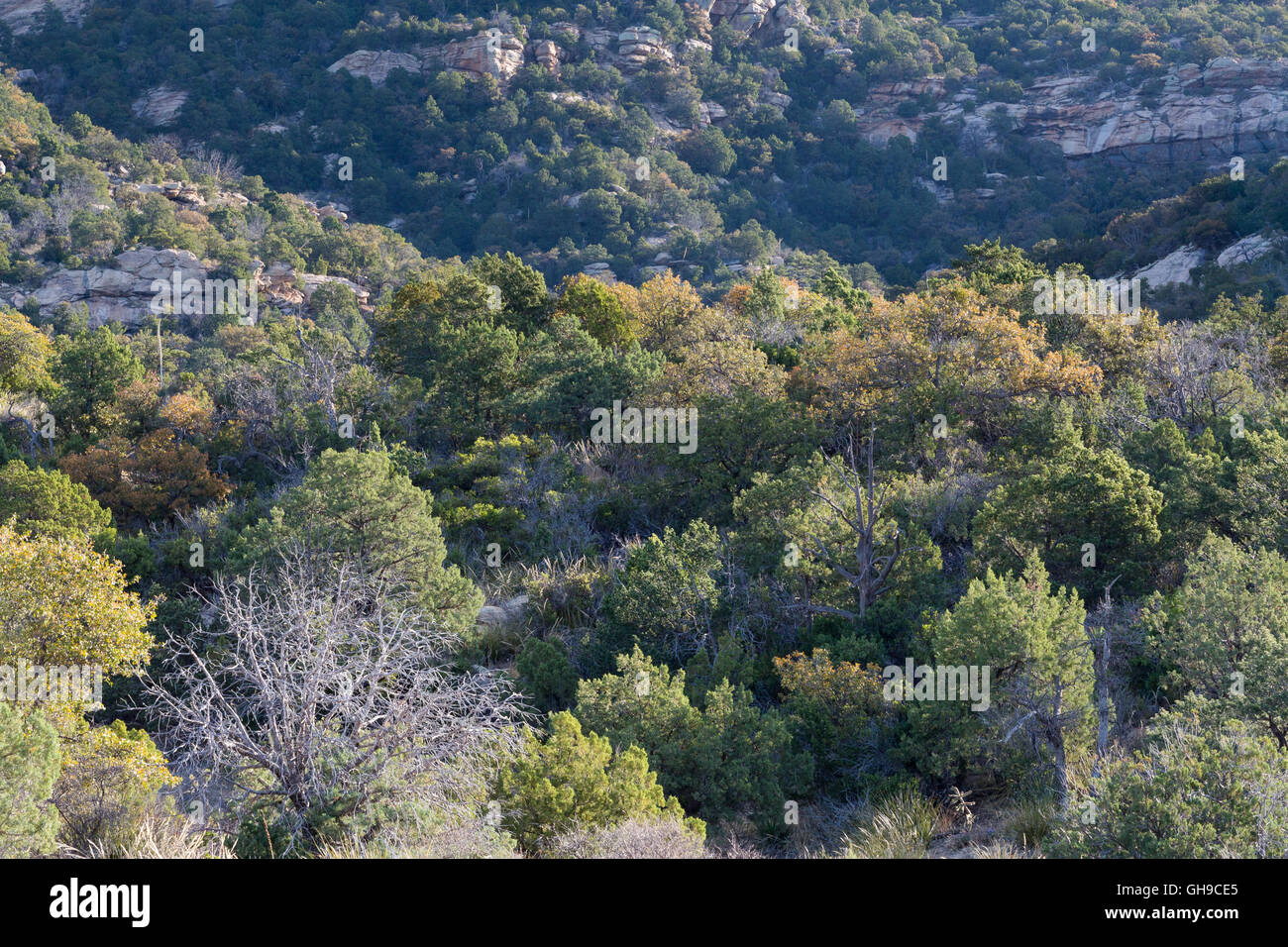 A forest of oak, juniper, and pinyon pine trees high on Mica Mountain ...