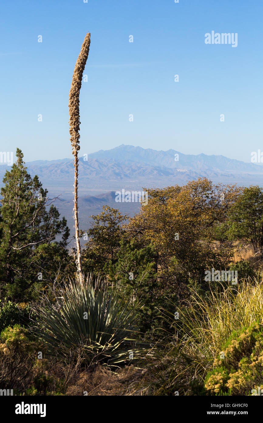 A yucca stalk rising above surrounding high desert trees on the side of ...